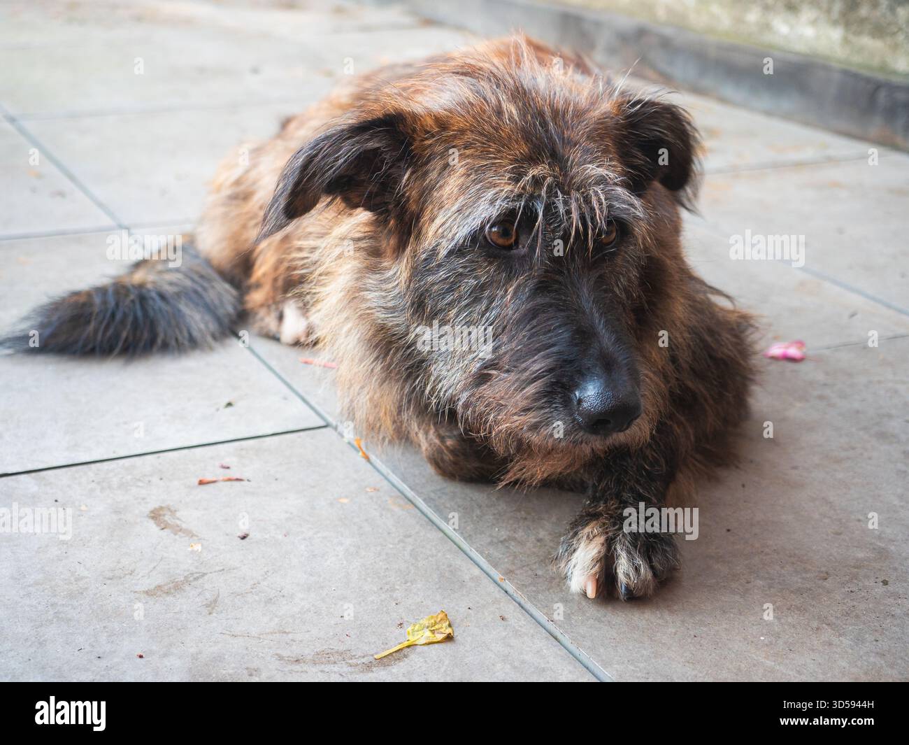 Scruffy brindle dog lying on a gray tiled pavement with a sad ...