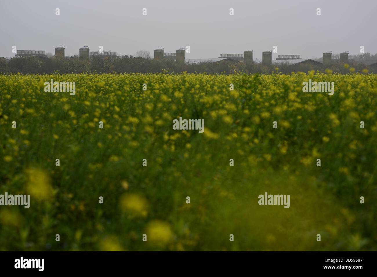 14 November 2025, Lower Saxony, Wietmarschen: View of the farm where ...