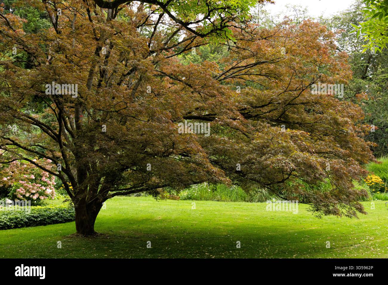 Large Japanese maple tree with wide, arching branches and finely ...