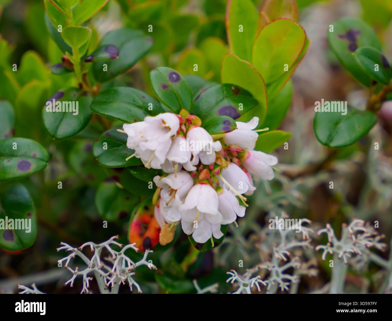 Lingonberry, also called red lingonberry, is a species of perennial ...