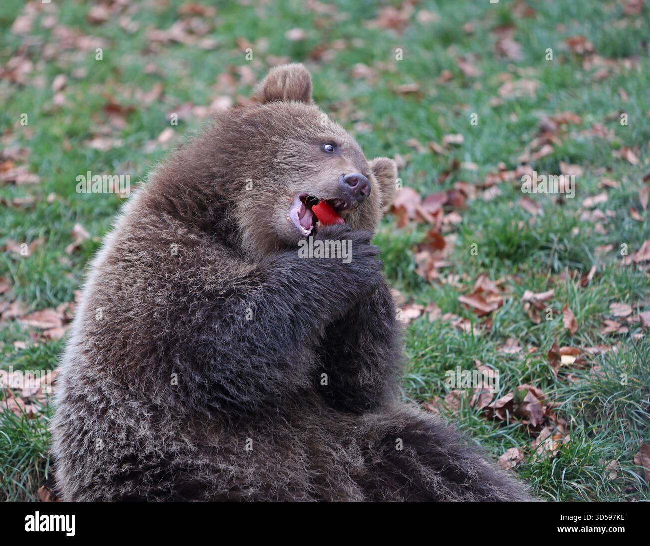 14 November 2025, Saxony-Anhalt, Thale: A brown bear cub sits in the ...