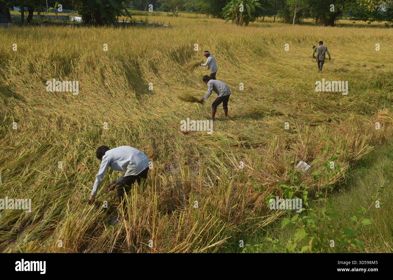 November 13, 2025, Guwahati, Guwahati, India: Villager cut harvesting ...