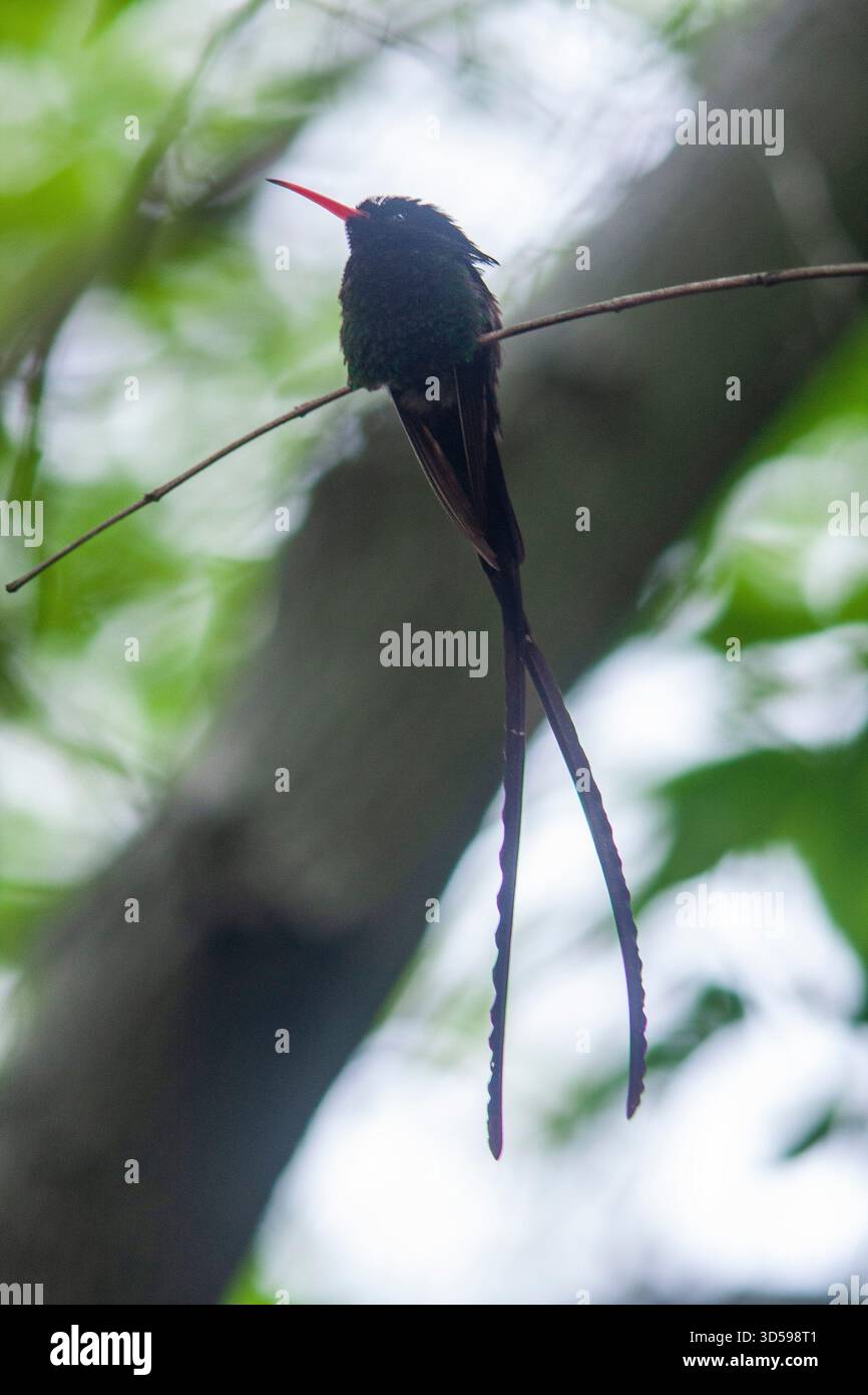 Jamaica, Red-billed Streamertail (Trochilus polytmus) is Jamaica's ...