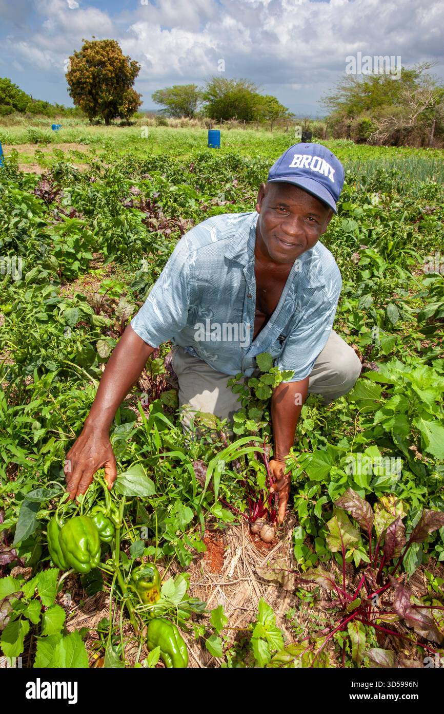 Jamaica,a farmer in the south shows the beetroot and green pepper on ...