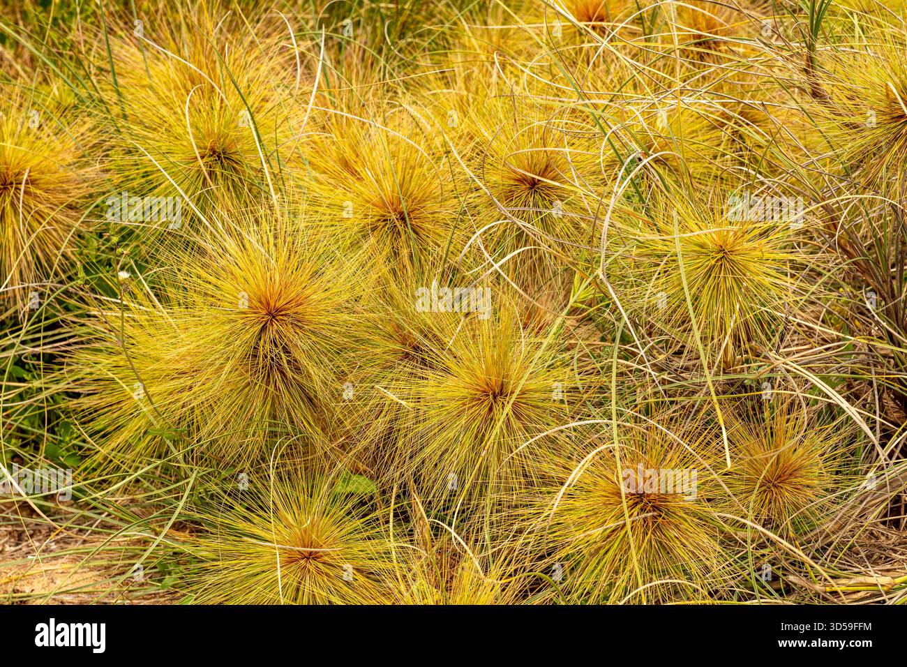 Very close up natural patterns of Cyperus papyrus, in soft West ...