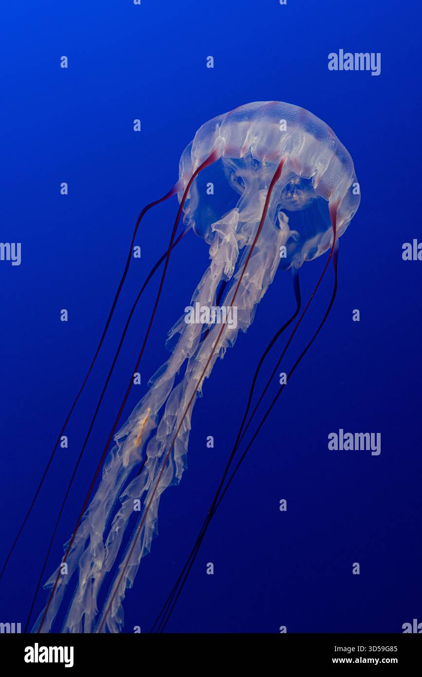 Atlantic Sea Nettle drifting in a blue-water exhibit at the Monterey ...