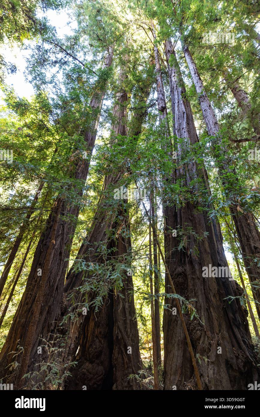 Massive coast redwood trunks along the Redwood Grove Trail at Henry ...