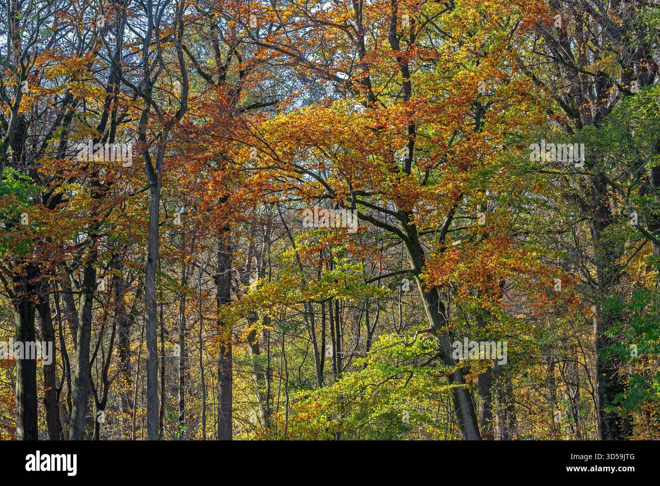 European beeches / common beech trees (Fagus sylvatica) with foliage in ...