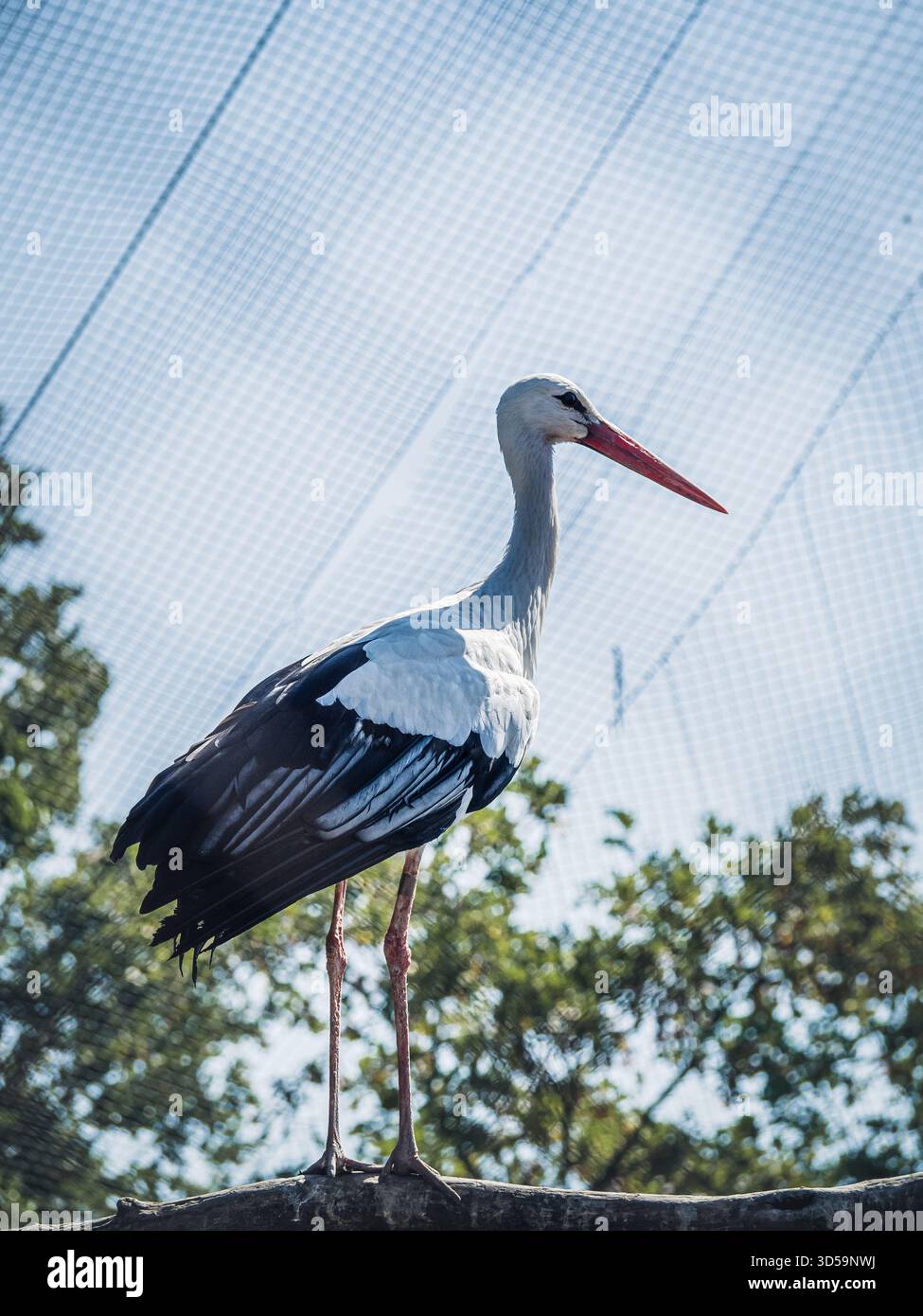 Stork inside zoo enclosure hi-res stock photography and images - Alamy