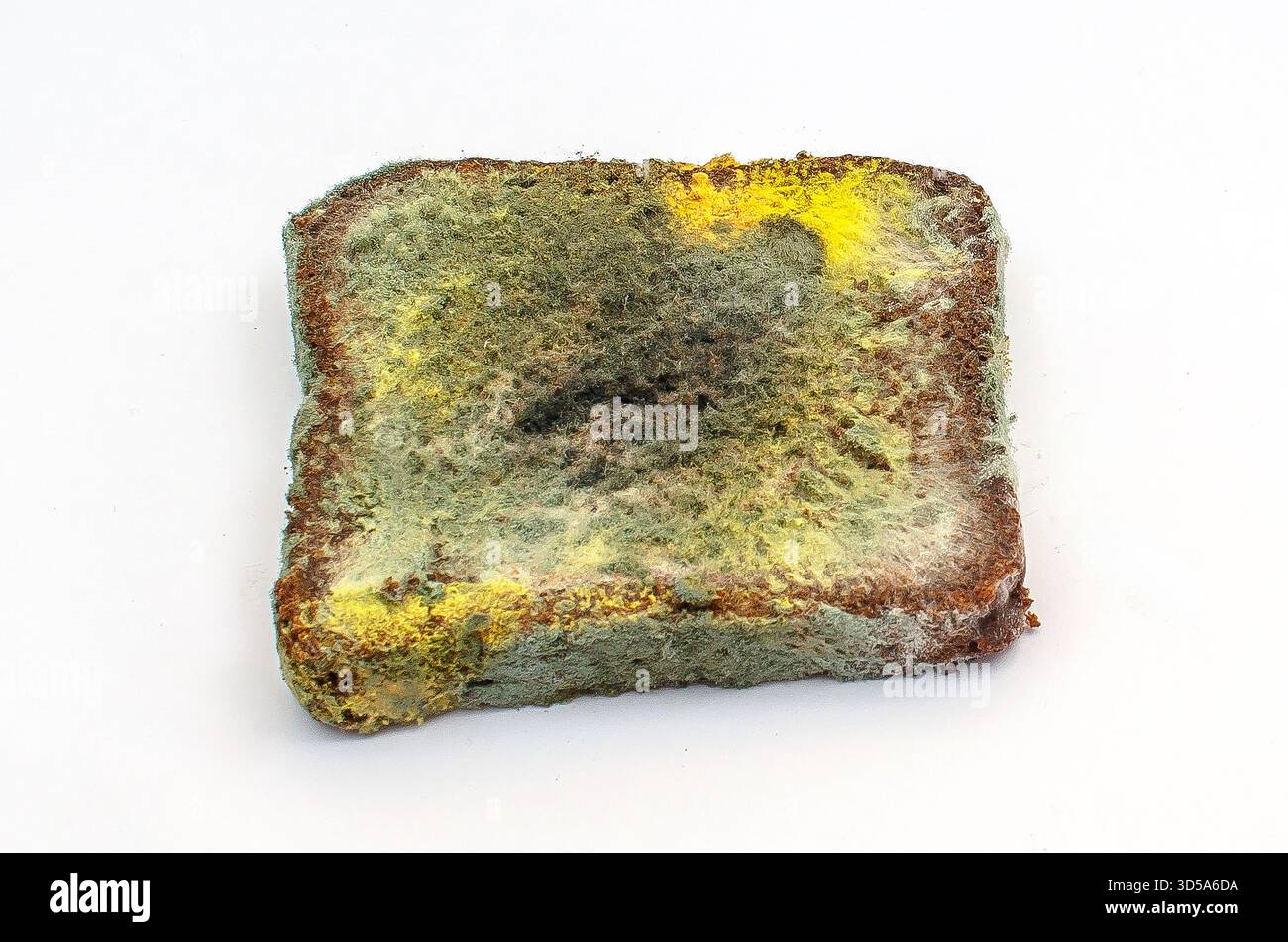 Closeup dirty fungi growing Cut Out Stock Images & Pictures - Alamy