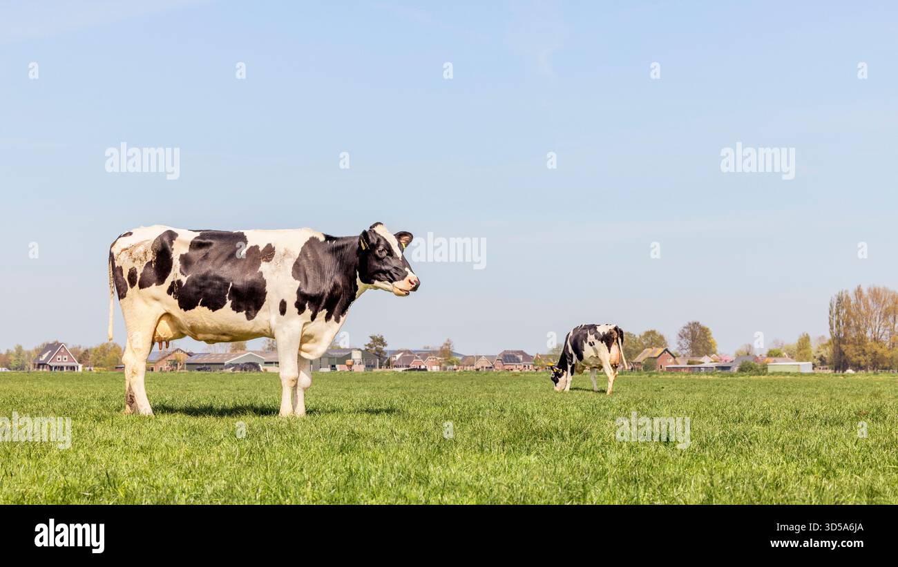 2 Cows milk cattle black and white, standing side view, Holstein cattle ...