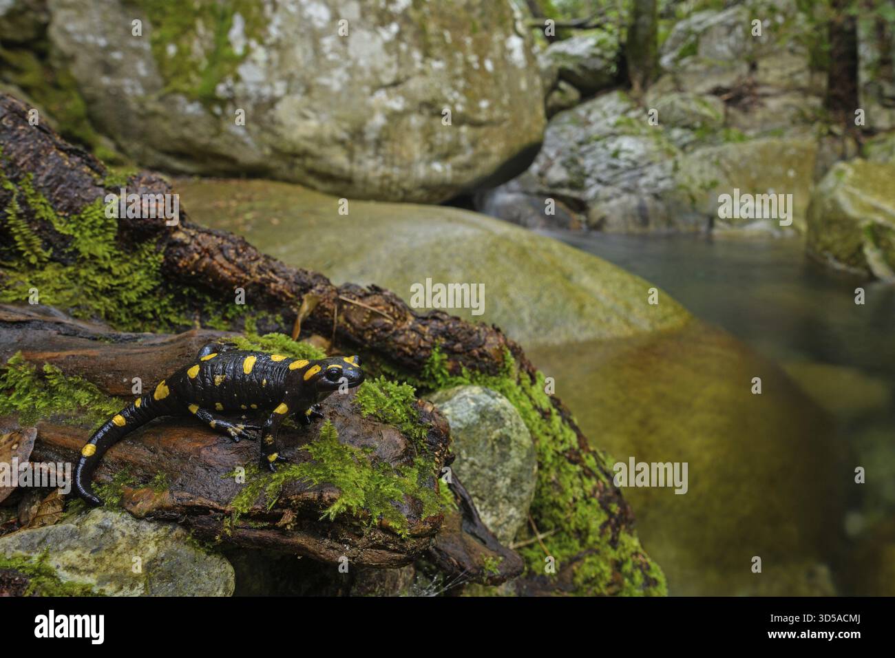 Animals, amphibians, fire salamanders in the biotope, habitat, real ...