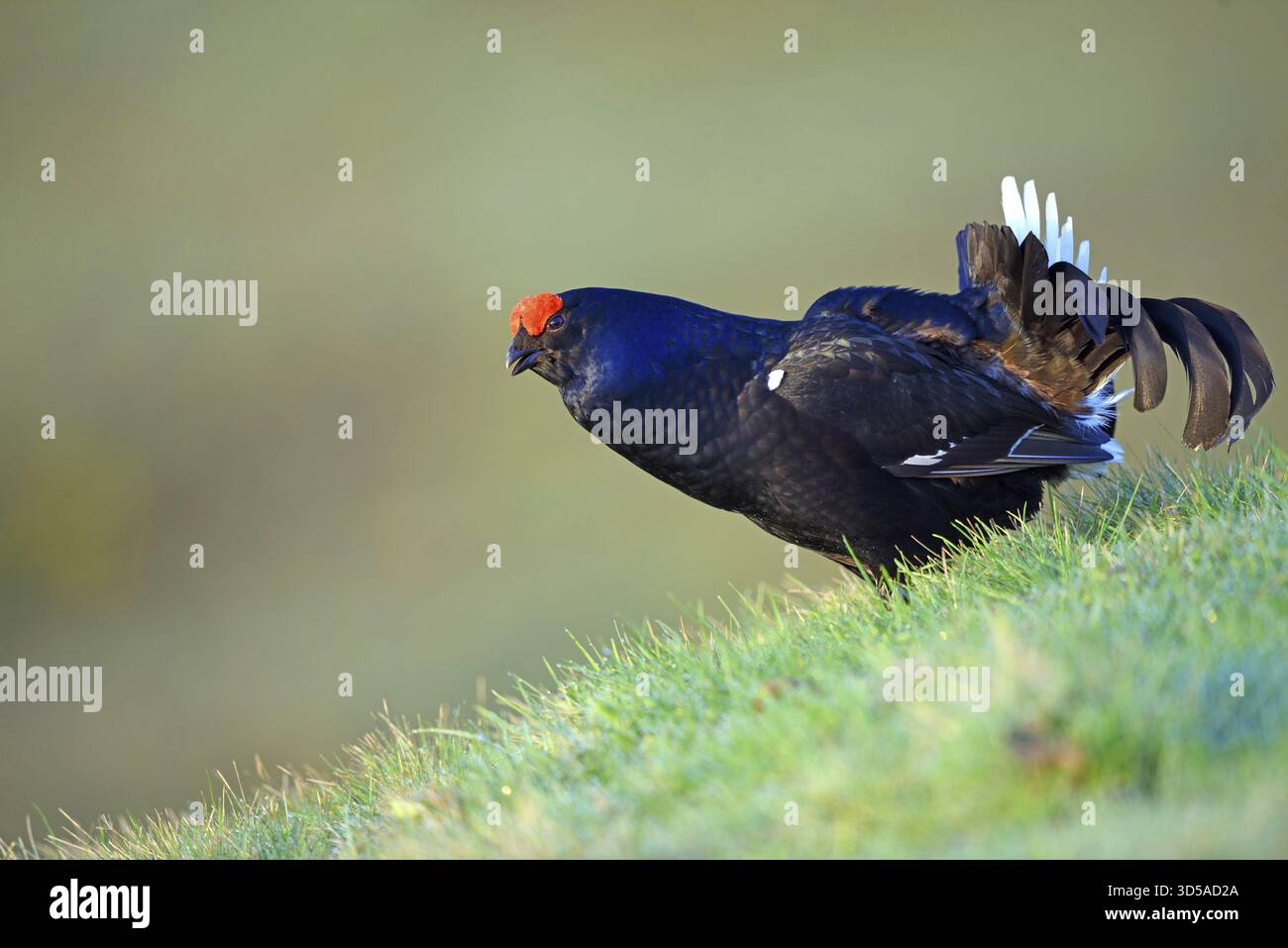 Courting black grouse in a meadow, (Tetrao tetrix), animals, birds ...