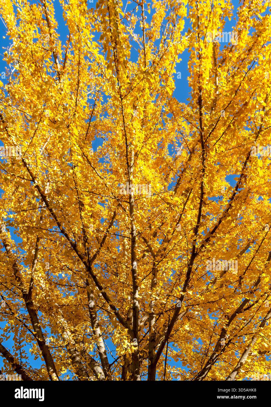 Ginko blue yellow hi-res stock photography and images - Alamy