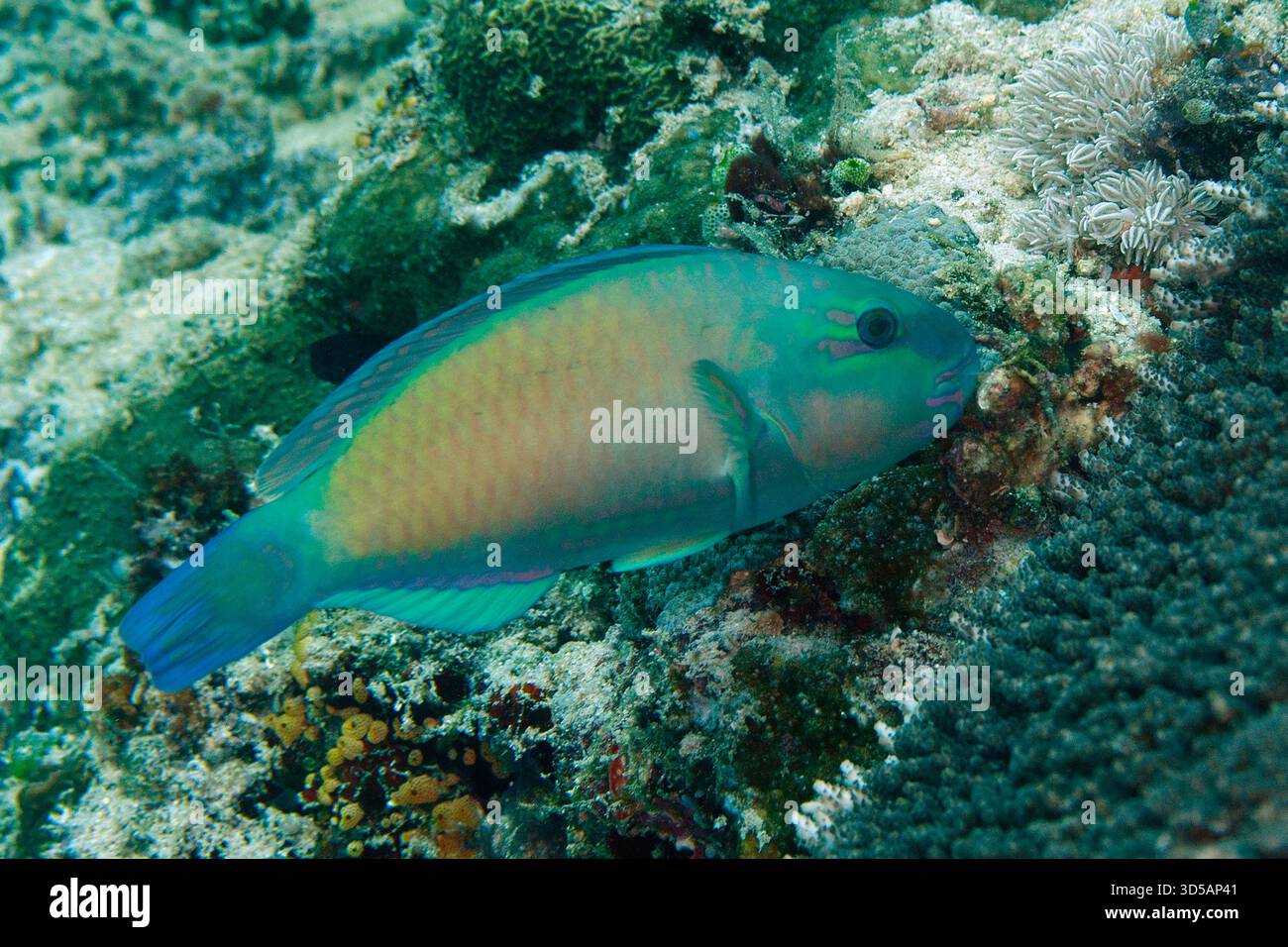 Male Pacific Bullethead Parrotfish, Chlorurus spilurus, Mansuar Point ...