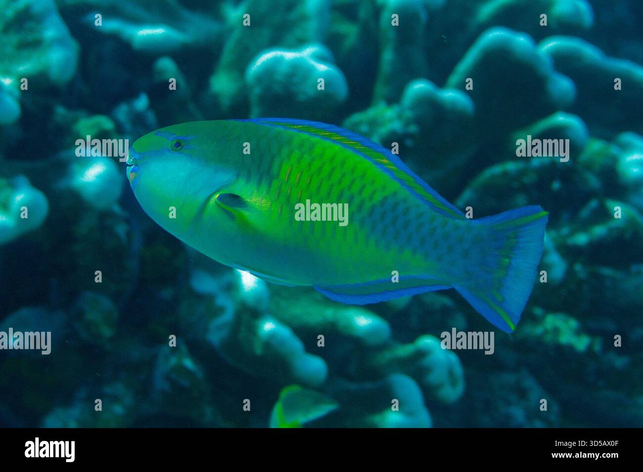 Male Pacific Bullethead Parrotfish, Chlorurus spilurus, Pulau Molana ...