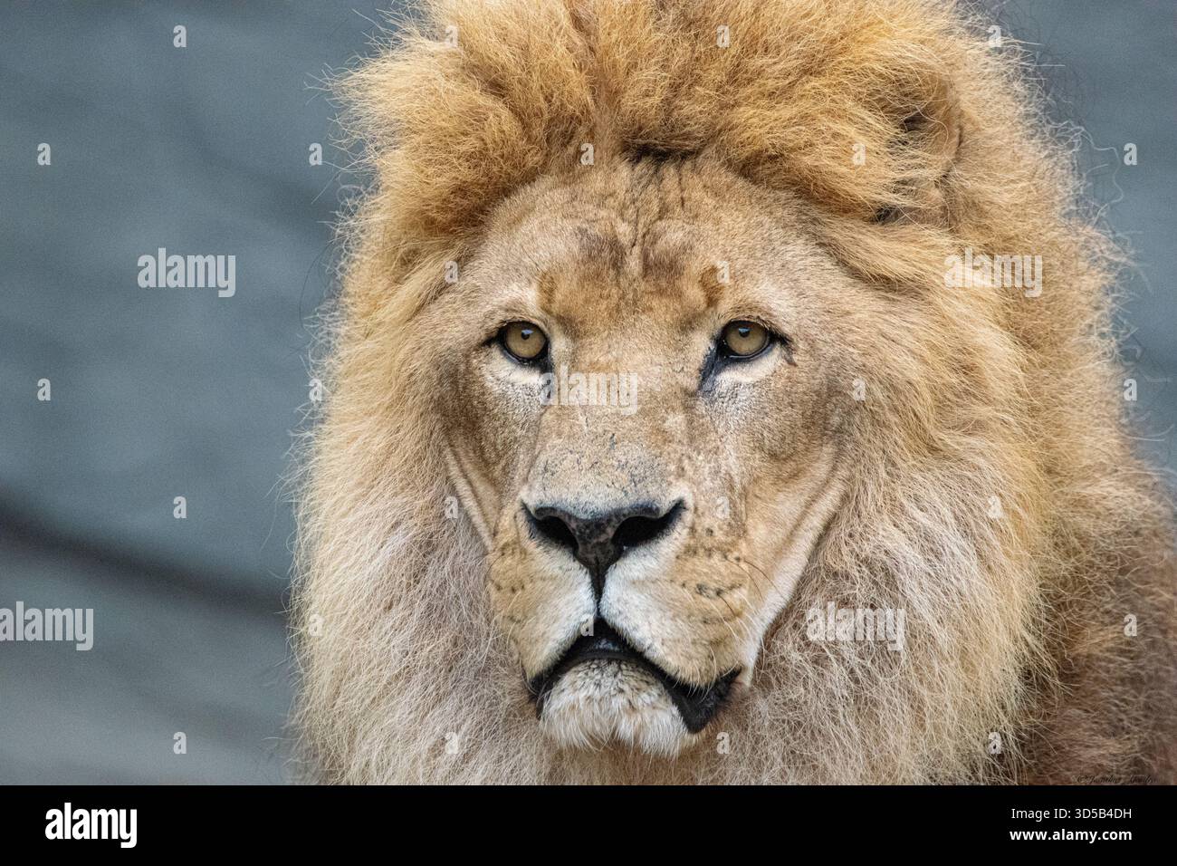 African lion in a portrait shot. With a large mane and wide eyes ...