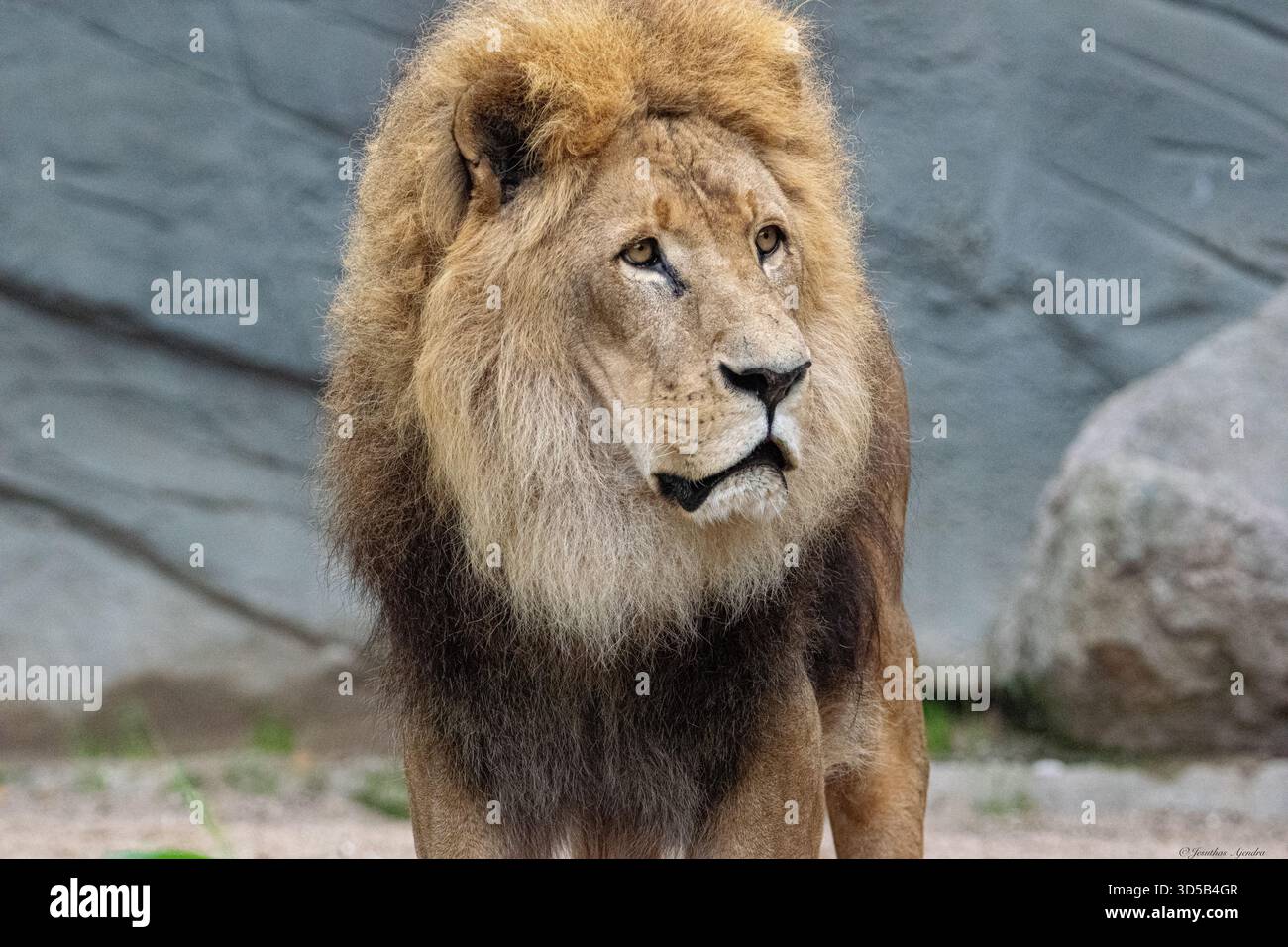African lion in a portrait shot. With a large mane and wide eyes ...