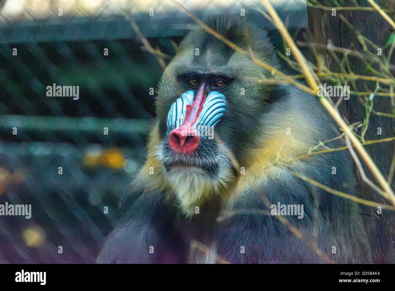 Monkey pack hi-res stock photography and images - Alamy