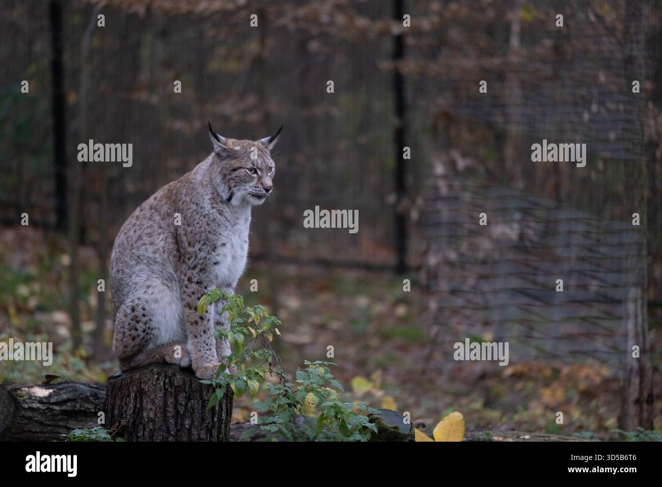 A European lynx sitting calmly on a tree stump inside a naturalistic ...