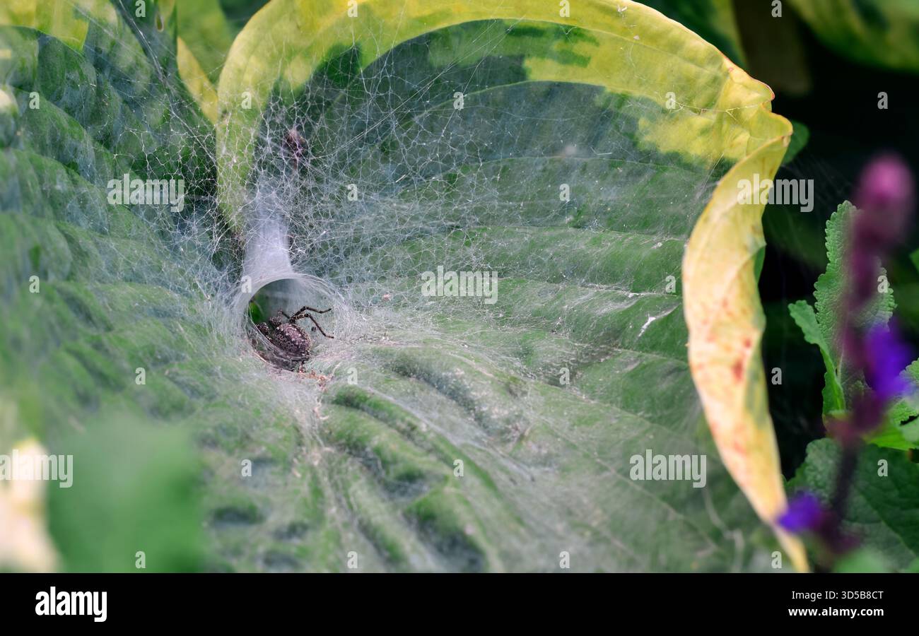 Grass spider sitting inside its funnel-shaped web on a large hosta leaf ...