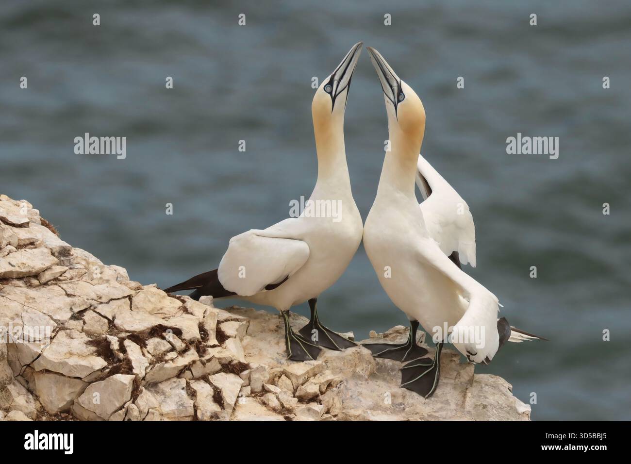 Pair of Northern Gannets at Bempton Cliffs Stock Photo - Alamy