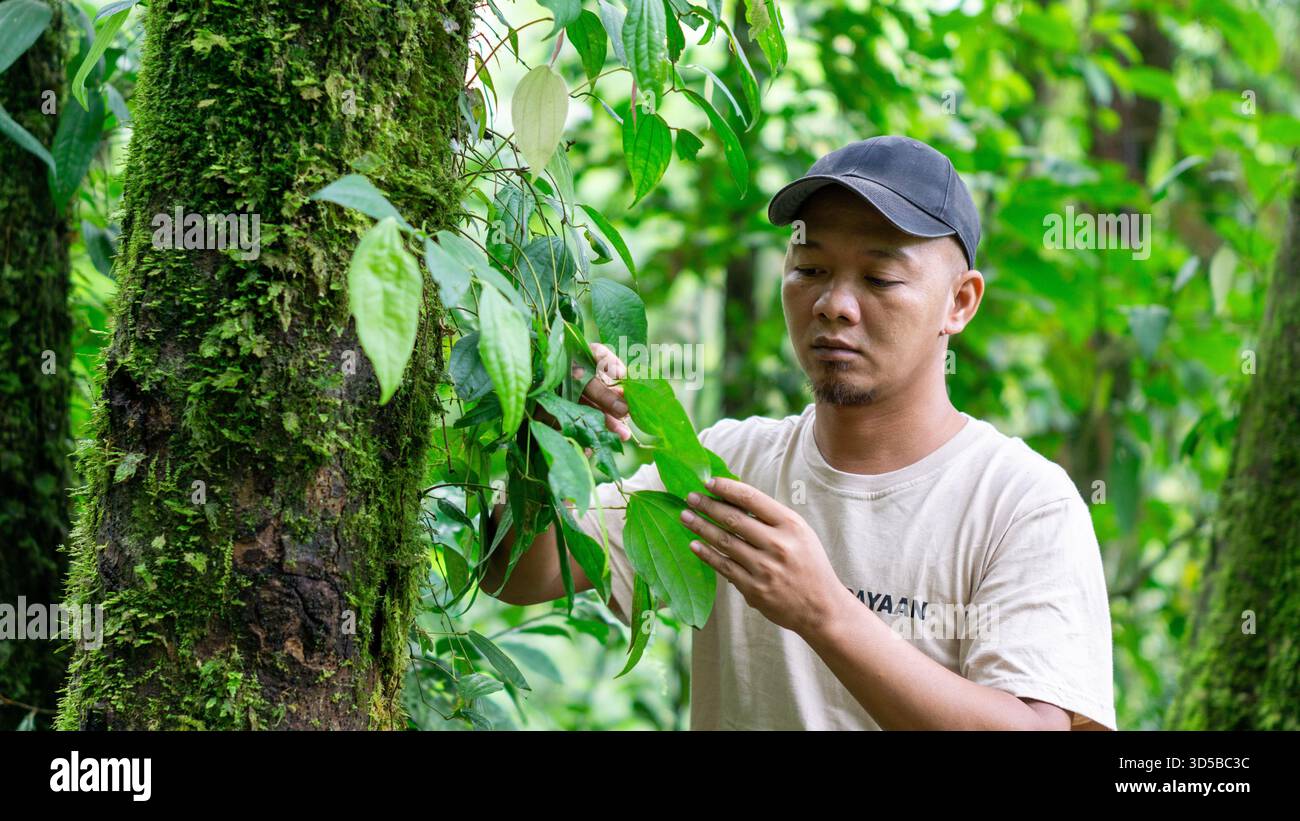 Asian male farmer with black hat is examining Piper retrofractum (cabe ...
