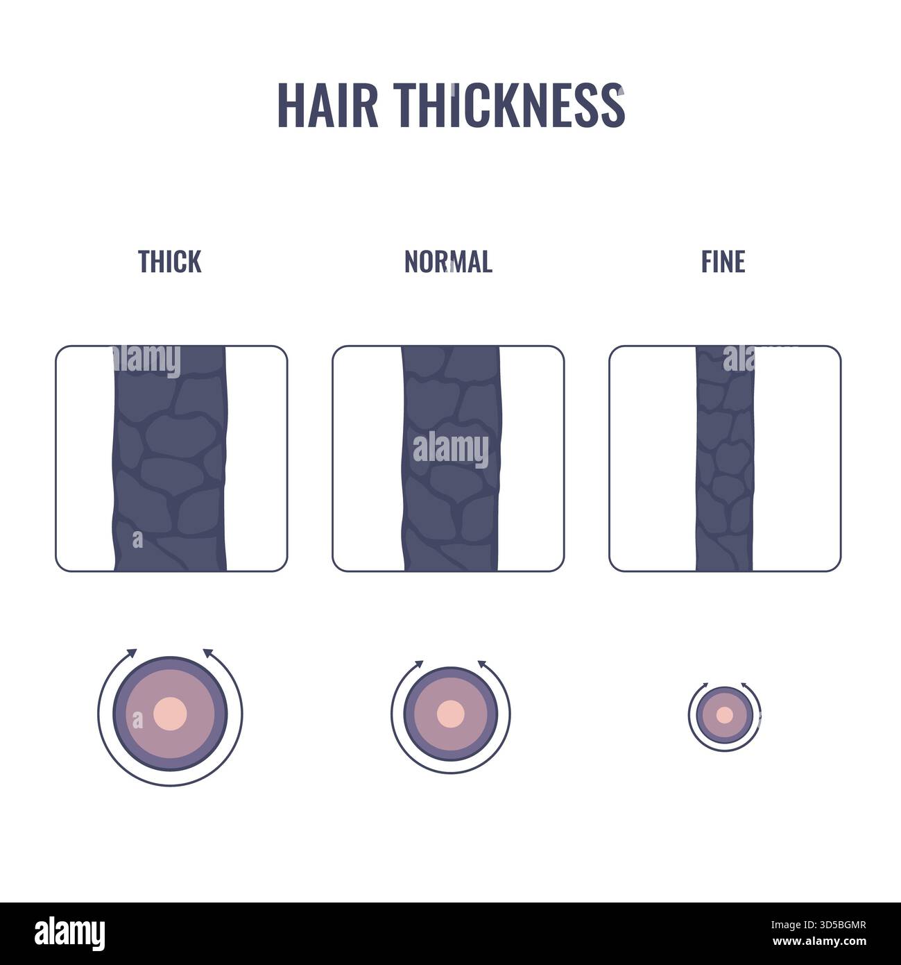 Hair thickness types Cut Out Stock Images & Pictures - Alamy
