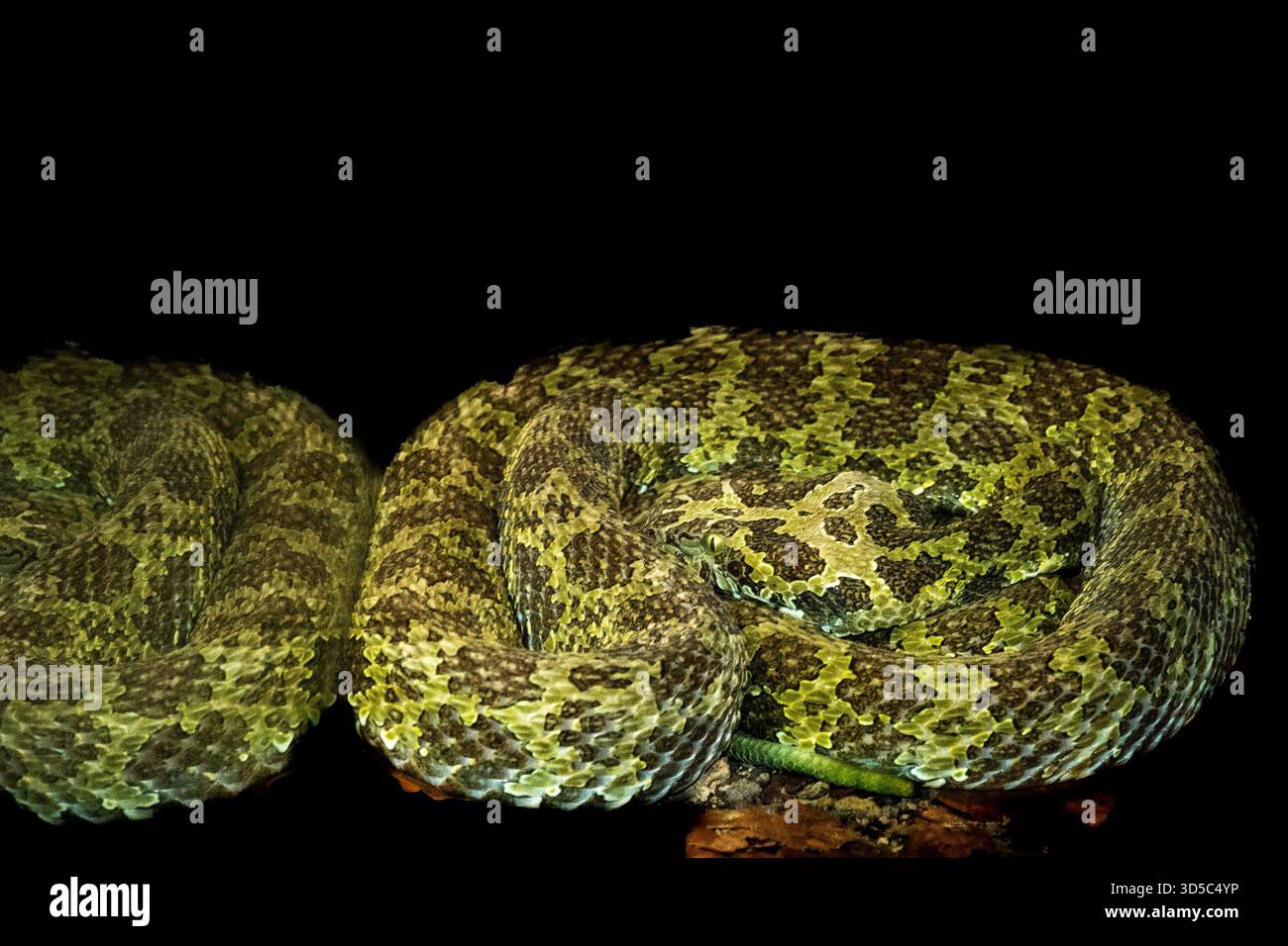 snakes come in many different looks and varieties. This Chinese viper ...