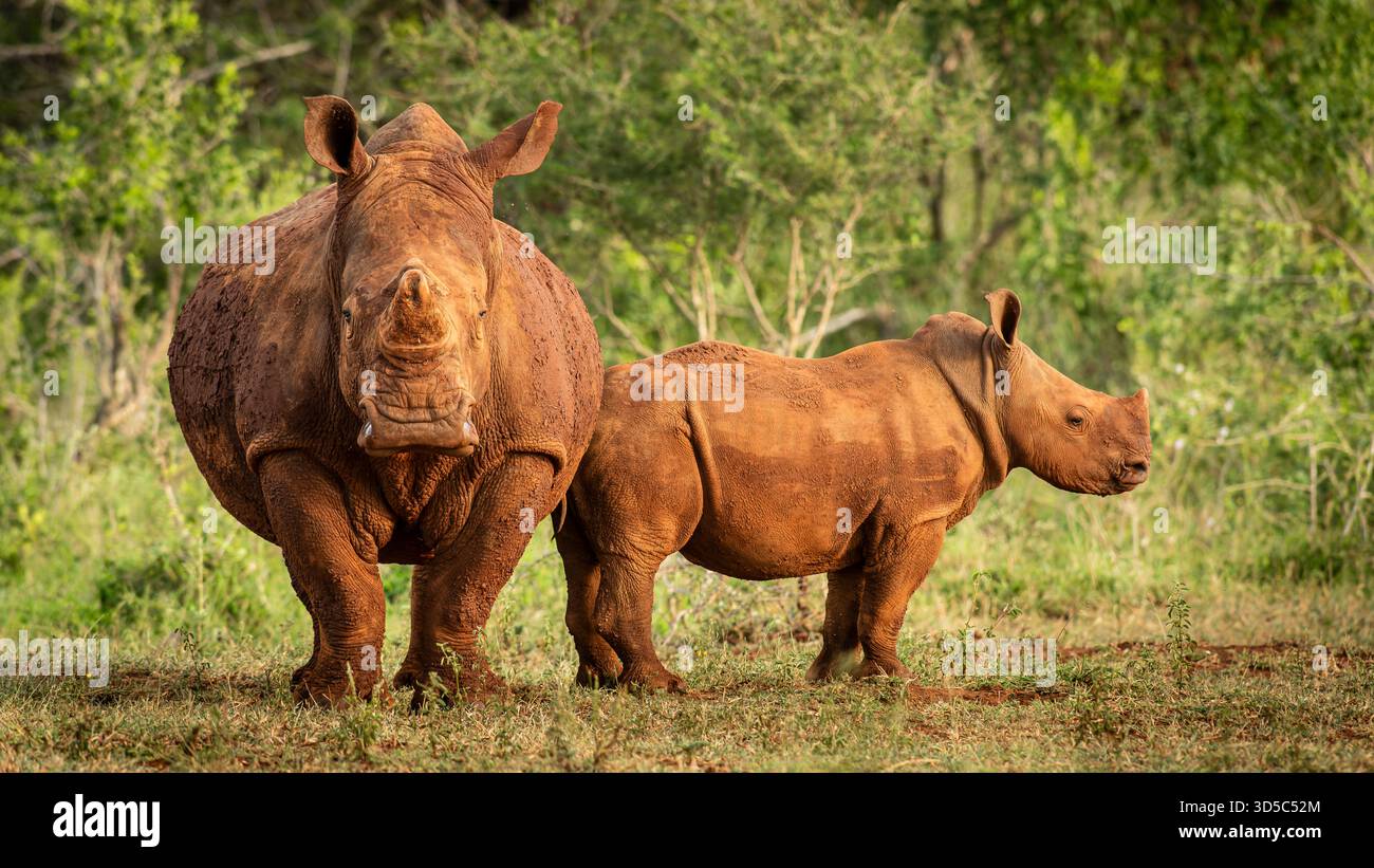 we caught up with a white rhino and calf in a beautiful Kwa Zulu land ...