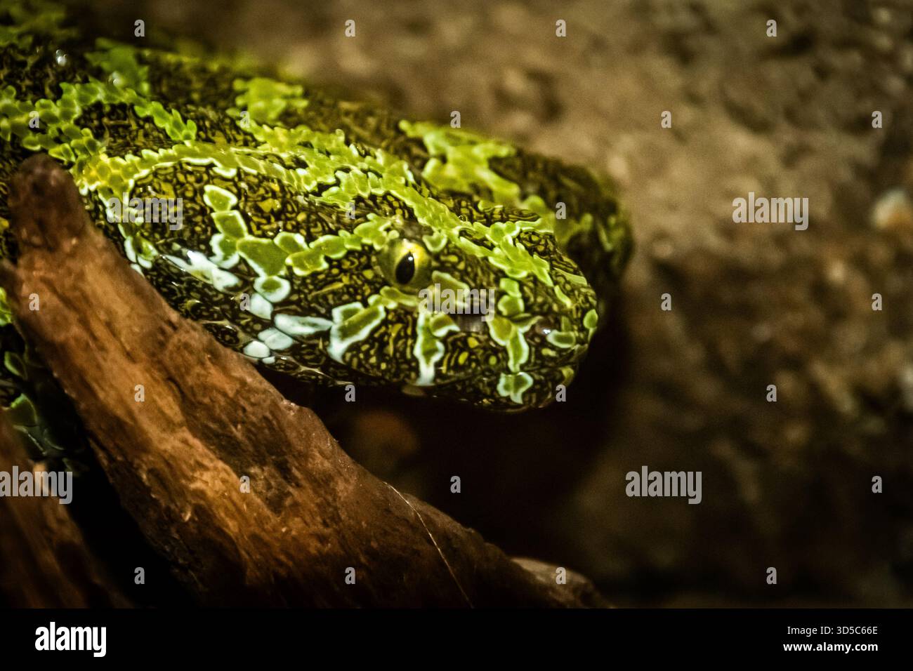 snakes come in many different looks and varieties. This Chinese viper ...