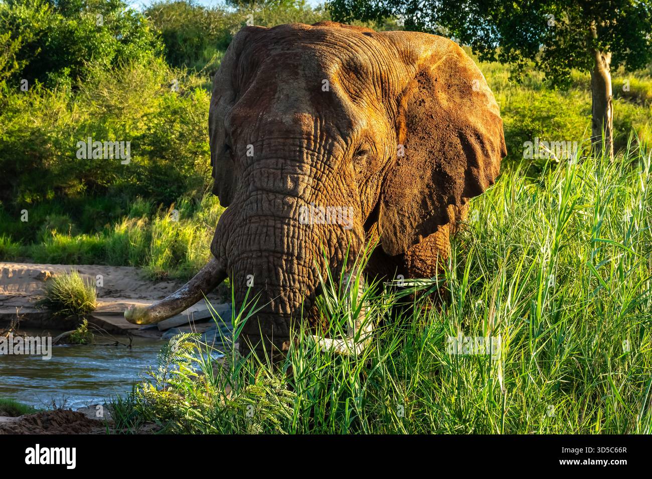 African elephants in their beautiful green environment of the ...