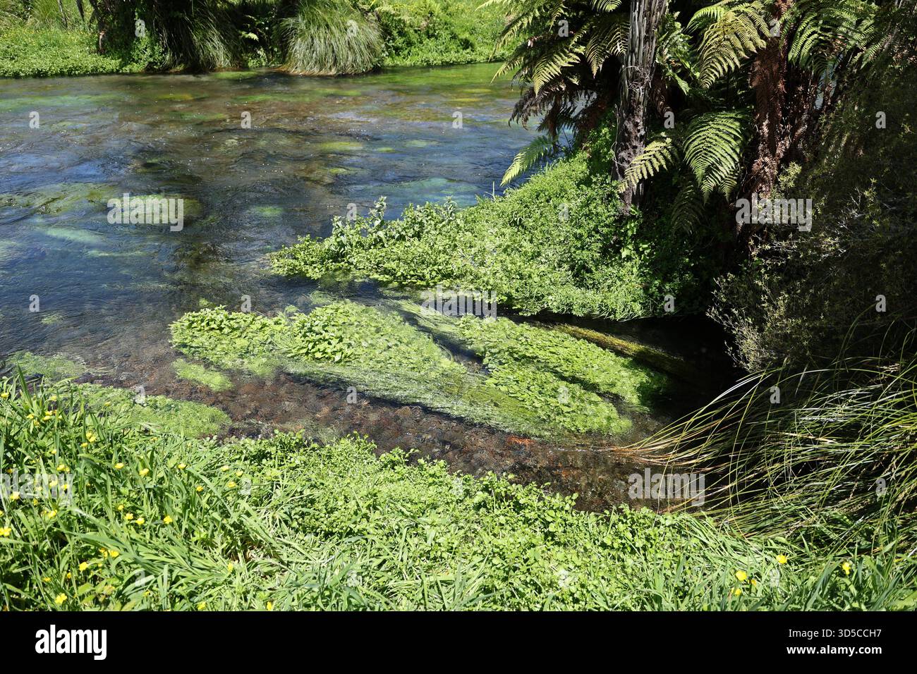 Pebbles underwater reflection trees hi-res stock photography and images ...