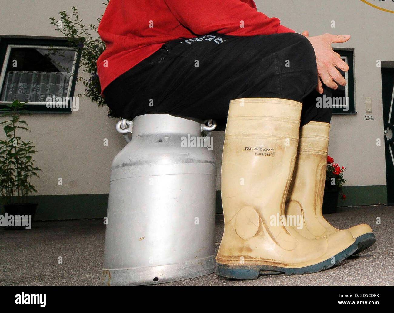 Fresh cow milk in milk cans on a dairy farm Milk cans on a dairy farm ...