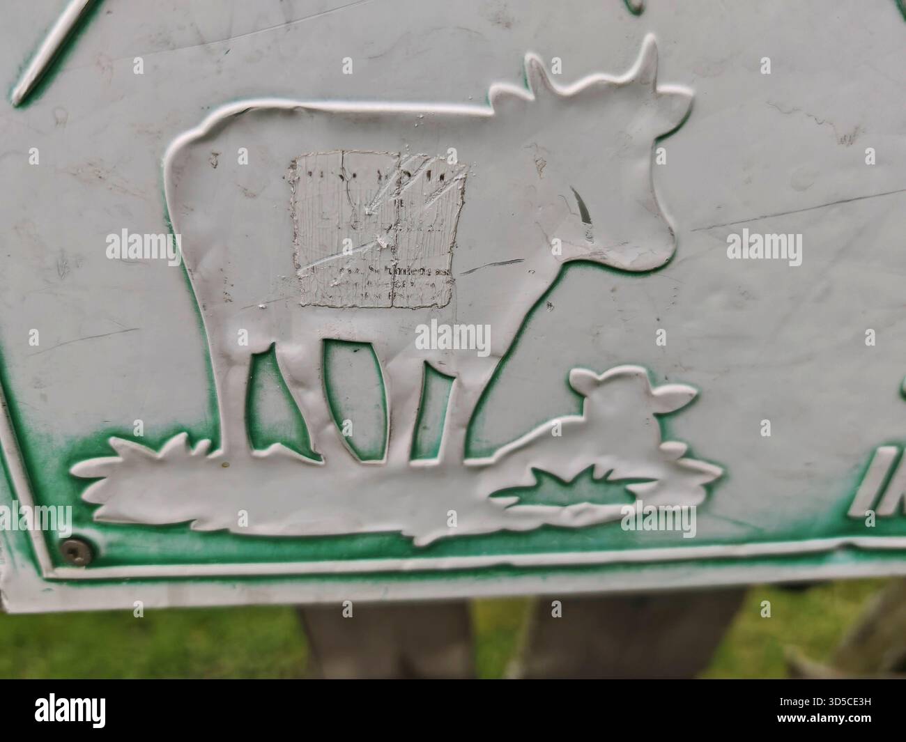 The cow is an animal, a ruminant, a domestic animal The cow is an ...