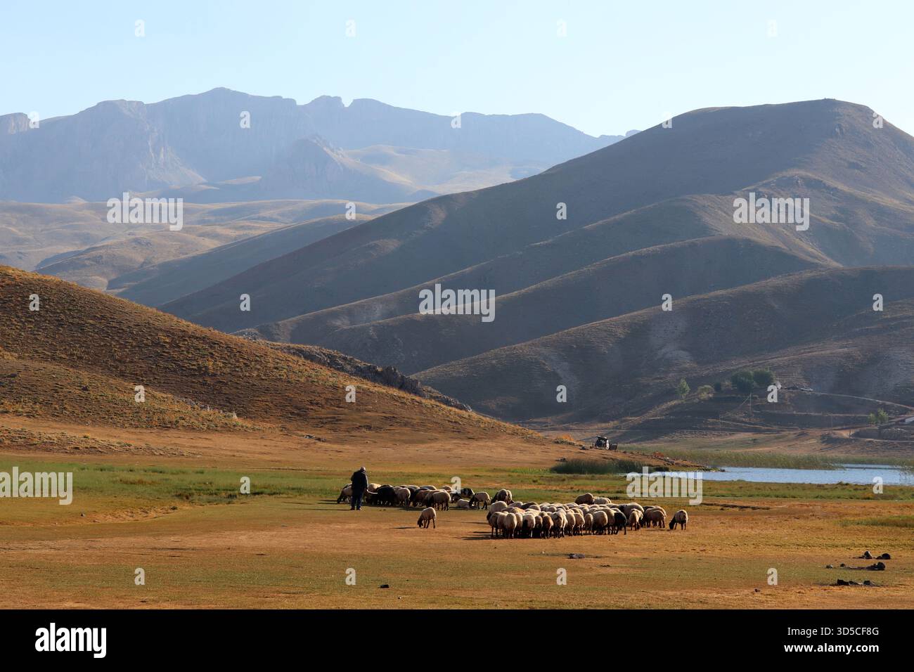 Shepherd herding sheep on the Sobucimen plateau, Alanya, Turkey Stock ...