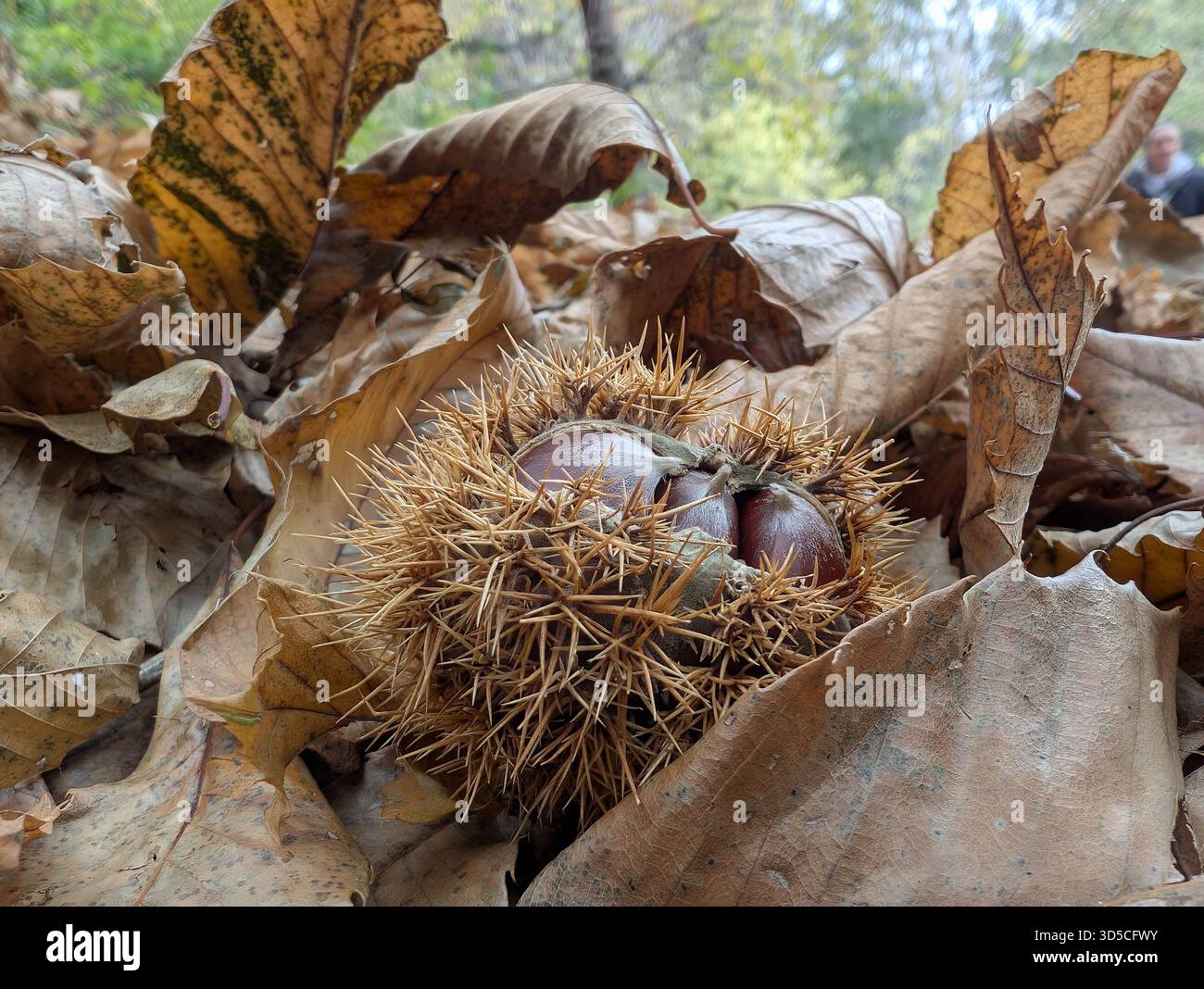 Group of chestnuts typical autumnal fruit Stock Photo - Alamy
