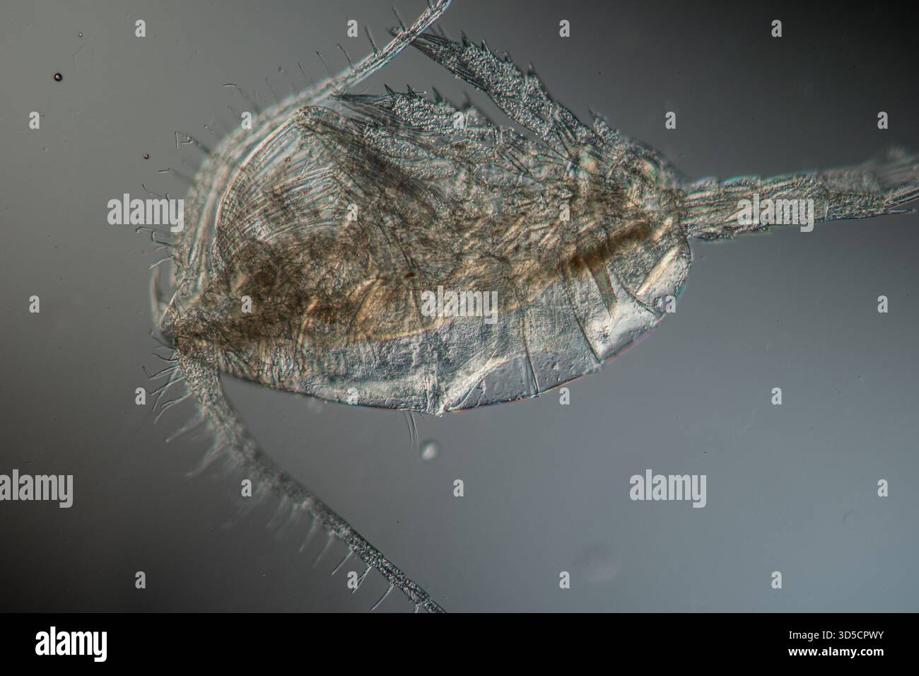 Small crabs as sea plankton like krill under the microscope Stock Photo ...