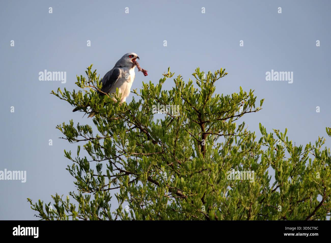 Black-Shouldered Kite Eating Prey on Tree Branch Stock Photo - Alamy