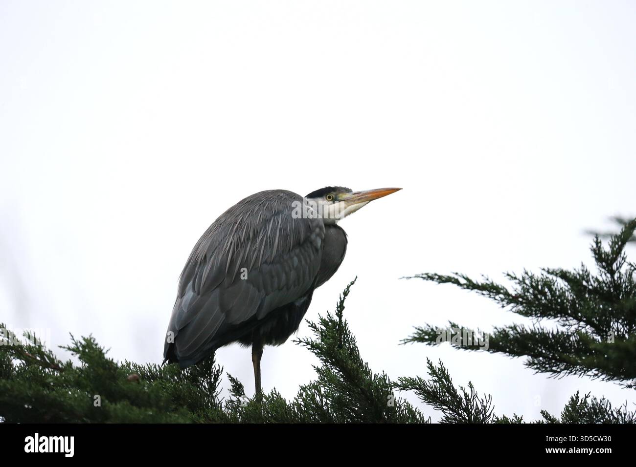 Dublin, Ireland - 15th November 2025 - A grey heron perches on a tree ...
