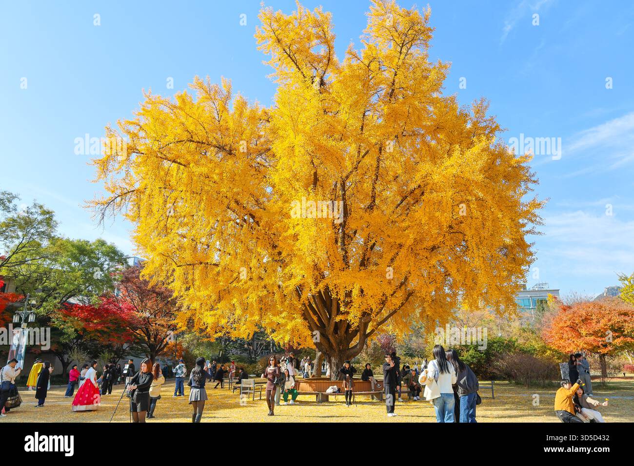 A large golden ginkgo tree stands in full autumn color as visitors ...