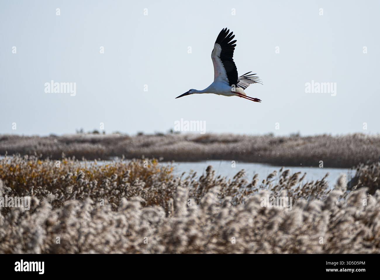 (251115) -- JINAN, Nov. 15, 2025 (Xinhua) -- A migratory bird flies ...