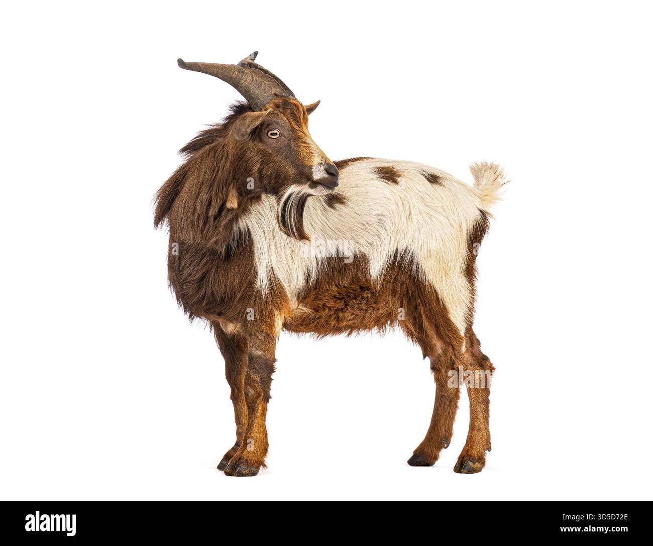 Brown and white goat standing and looking backwards over white ...