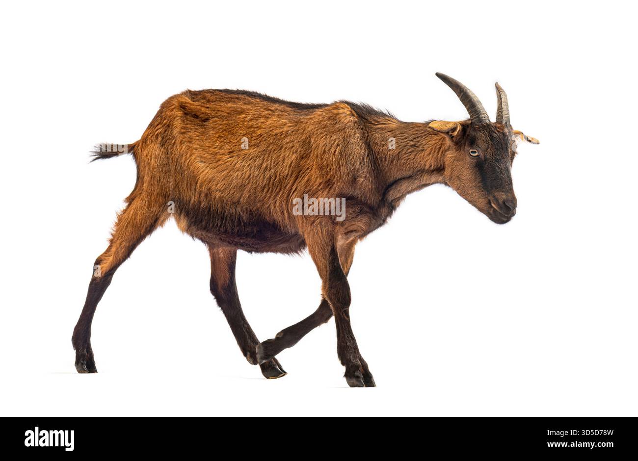 Side view brown goat Cut Out Stock Images & Pictures - Alamy