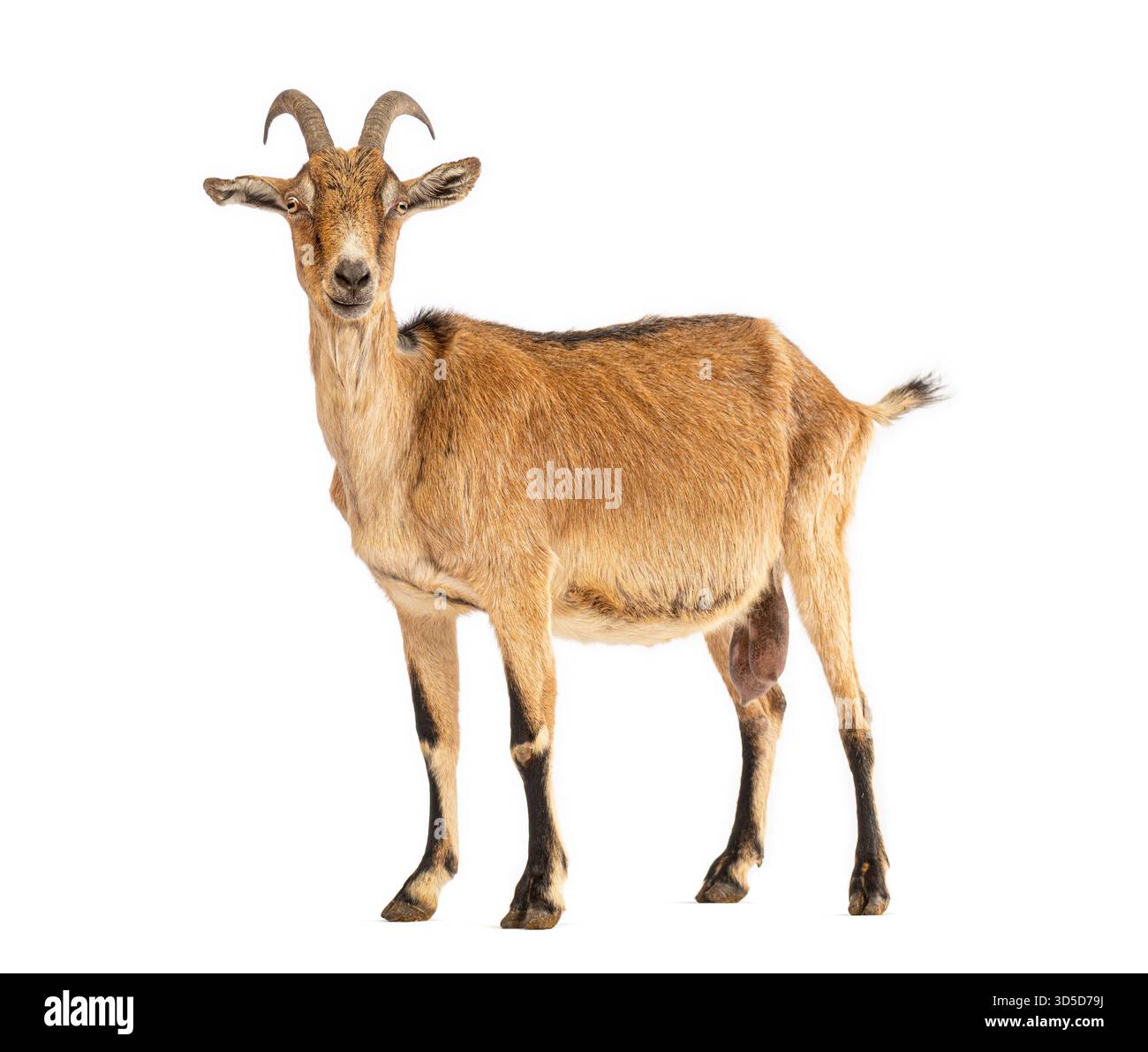 Male hoofed side view domestic white goat horns hi-res stock ...