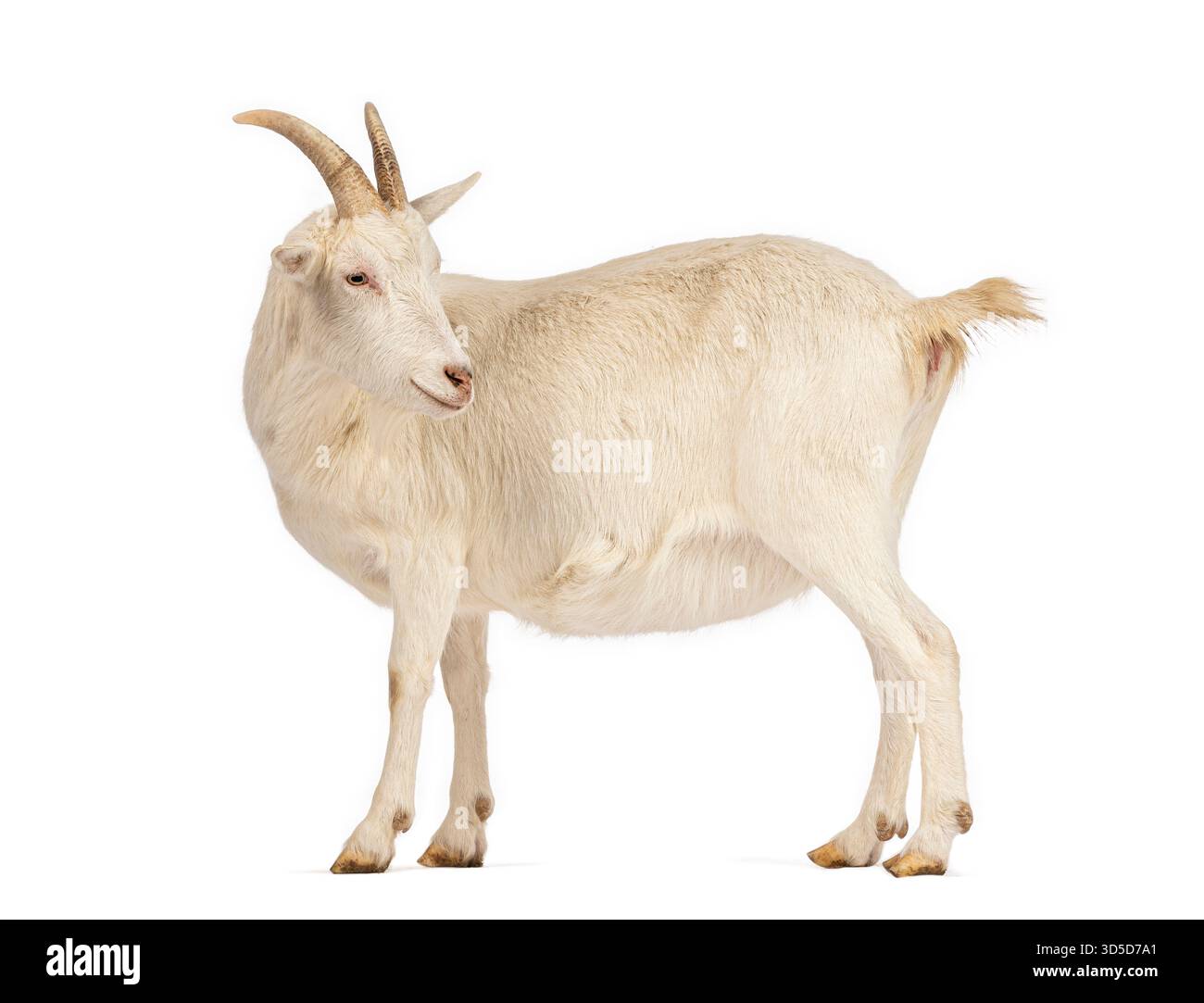 Full length profile of a white goat standing and looking back over its ...