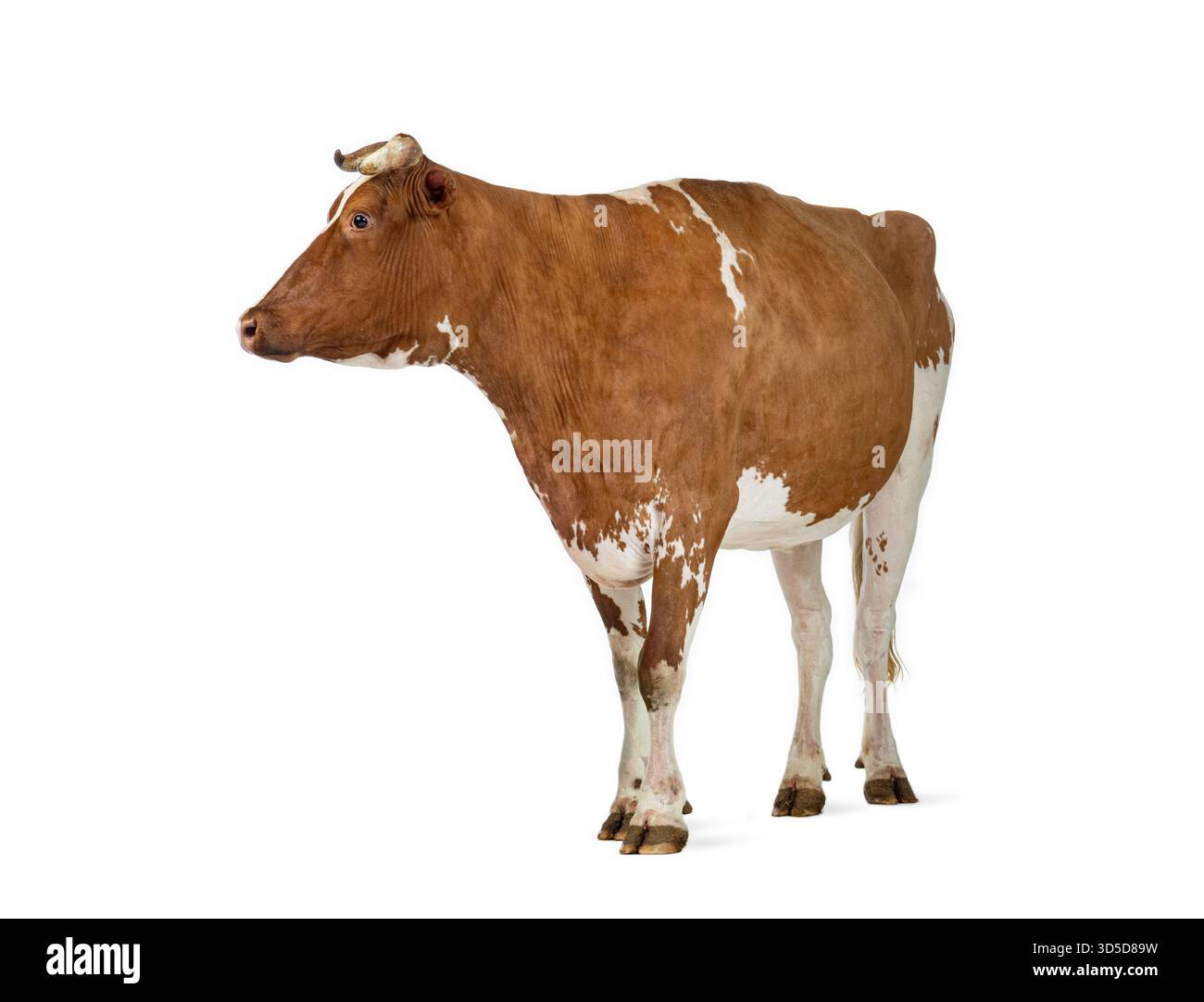 Side view hoof Cut Out Stock Images & Pictures - Alamy