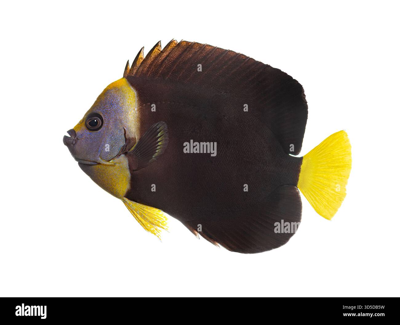 Meredith angelfish hi-res stock photography and images - Alamy