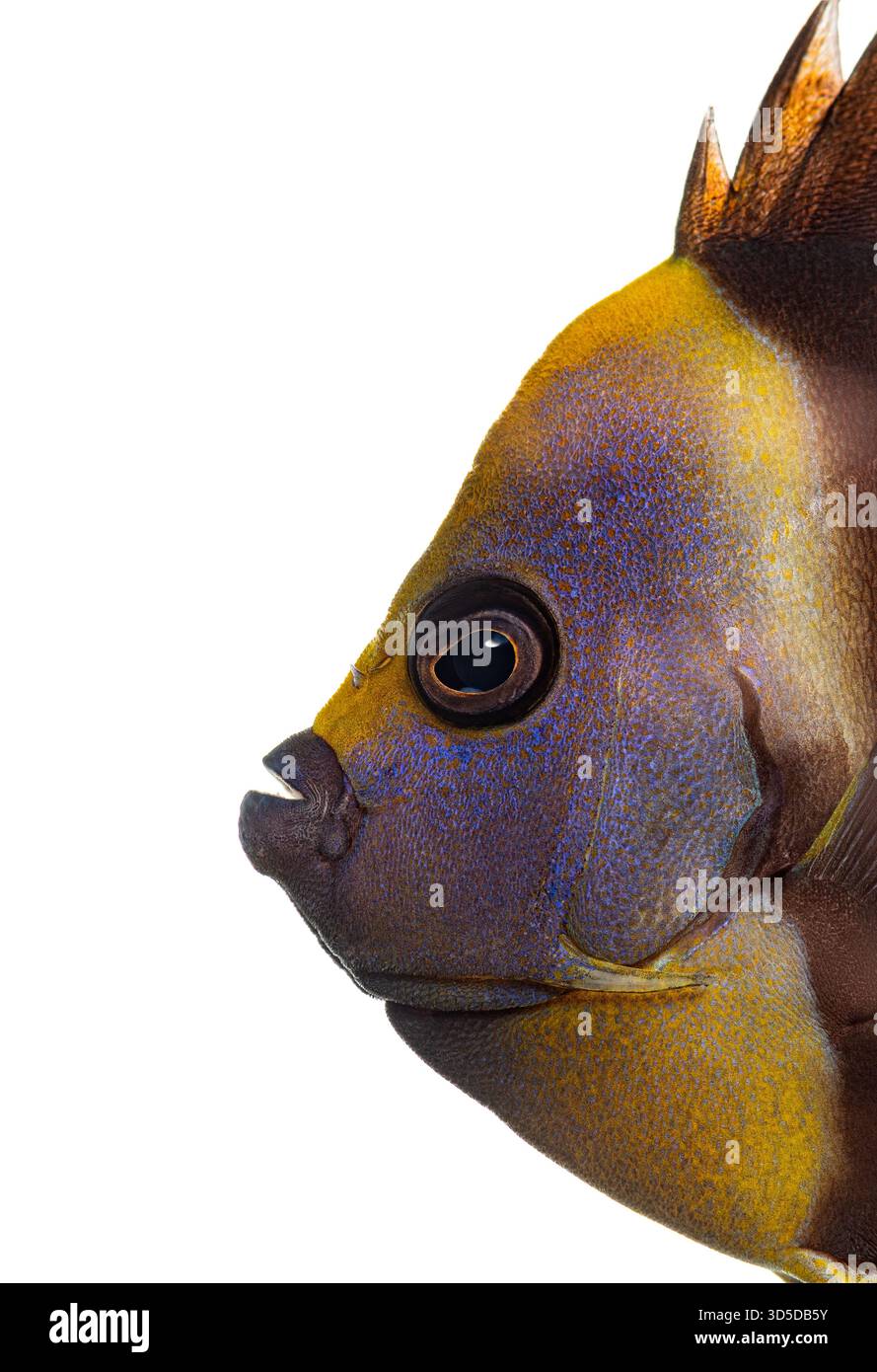 Queensland yellowtail angelfish hi-res stock photography and images - Alamy