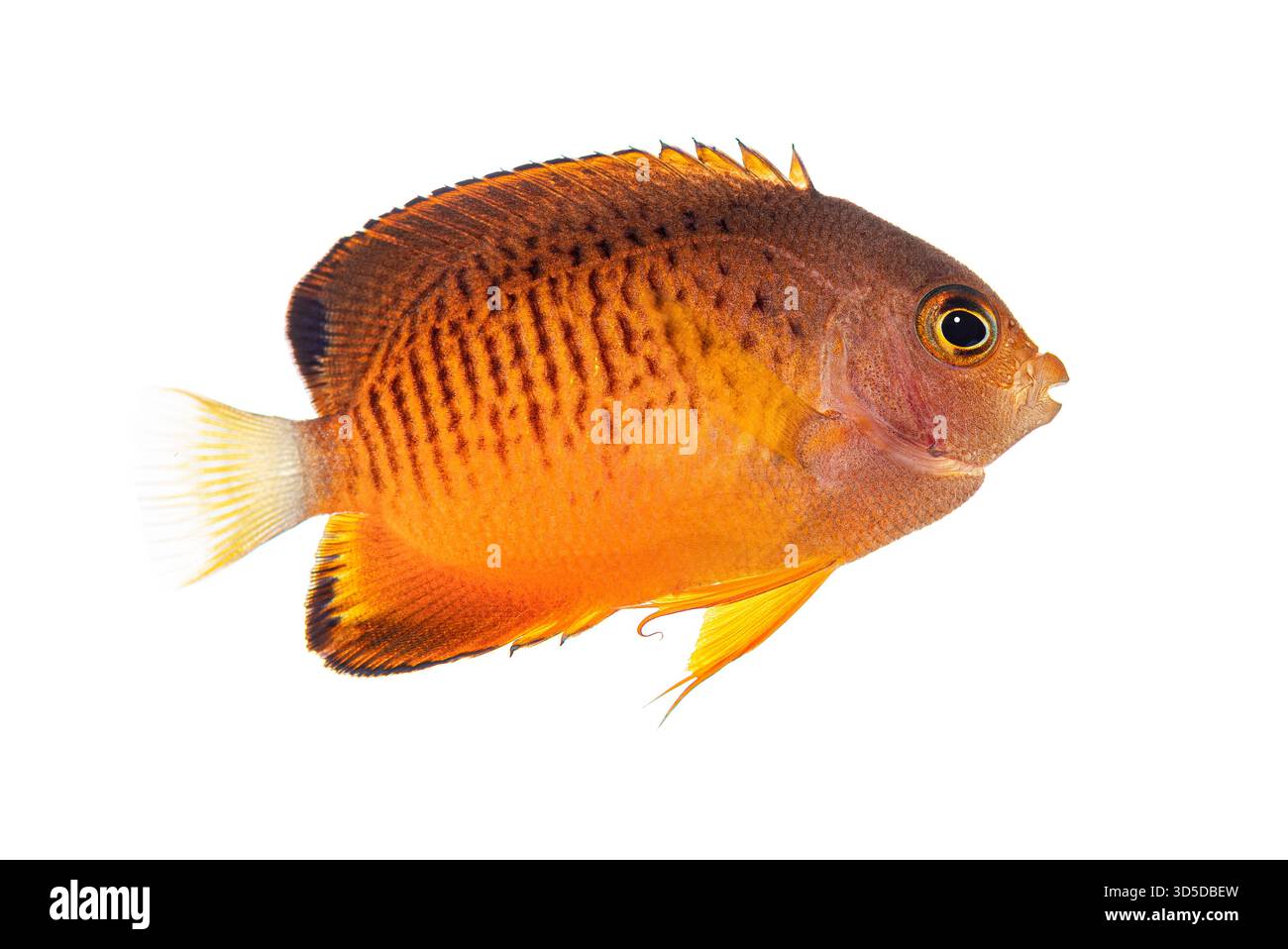 Mango angelfish hi-res stock photography and images - Alamy